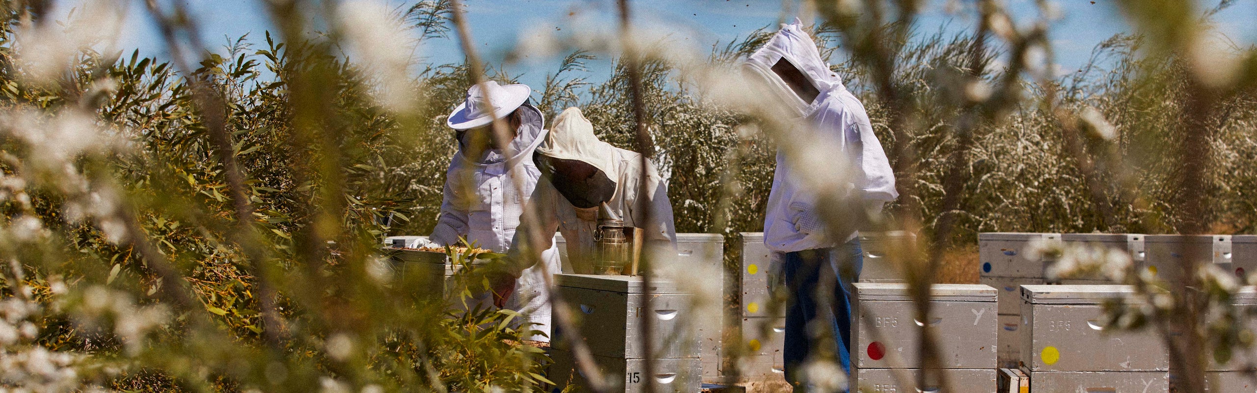 How Bees Make Honey: The Fascinating Process from Hive to Jar – Honey ...
