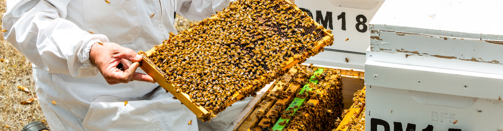 HONEY FOR LIFE | Shop Premium Australian Raw Honey