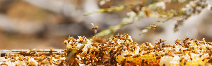 Pure Honey Starts with Healthy Bees – Honey For Life / Australia