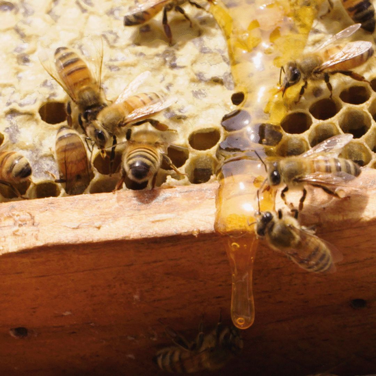 Raw Honey | Shop 100% Western Australian Honey Online