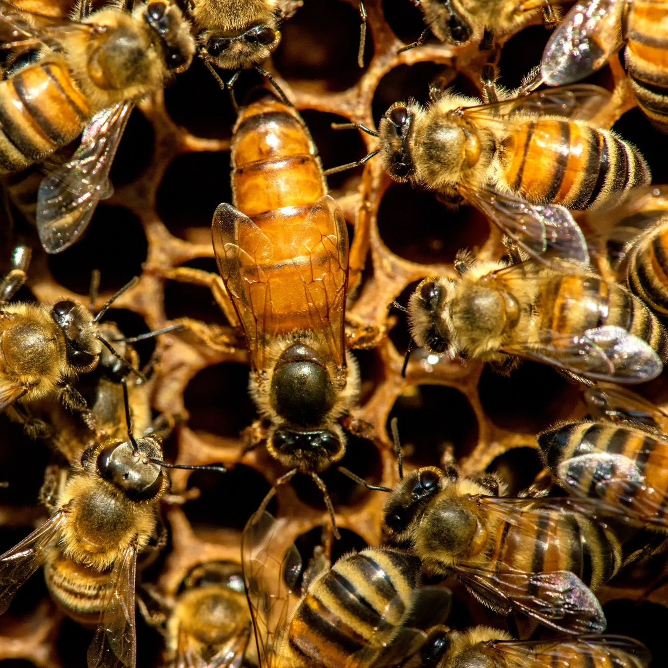 Mated Queen Bees For Sale Honey For Life